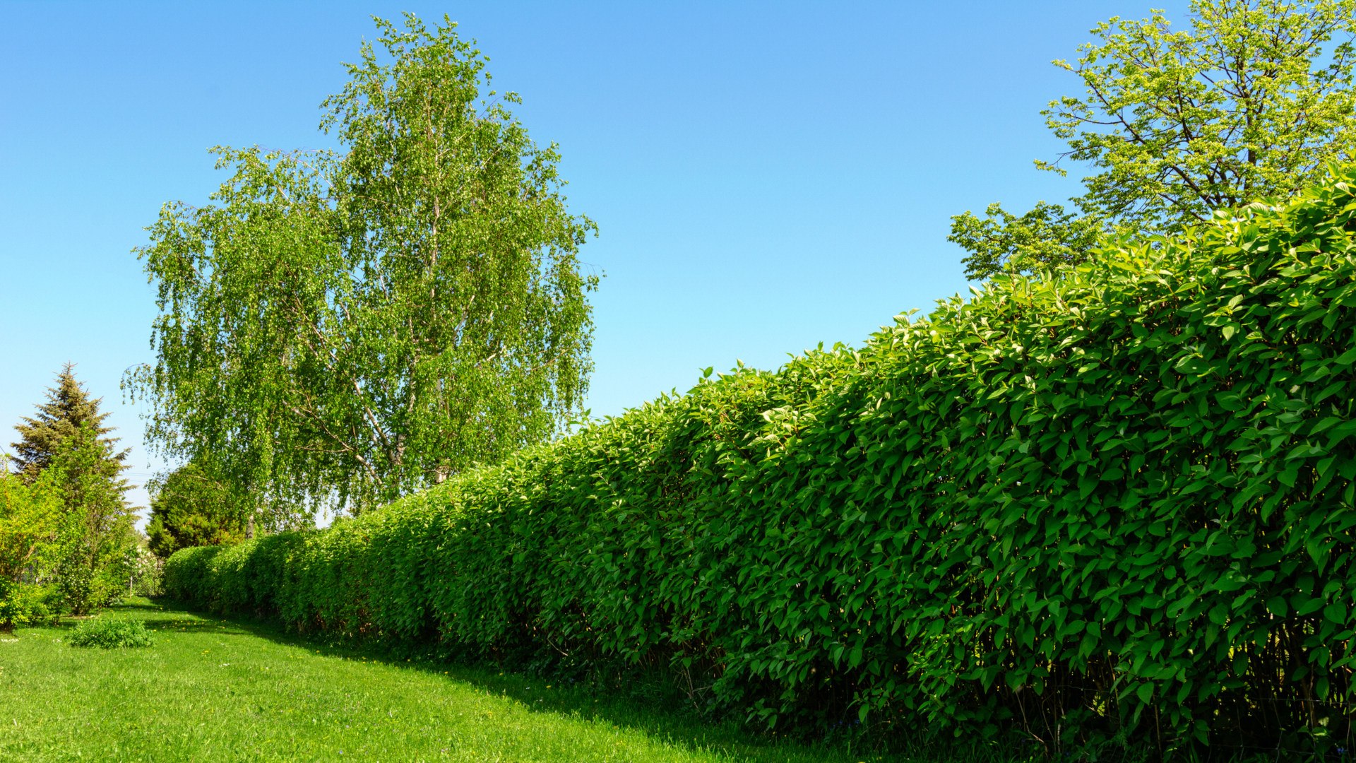 Was Ist Eine Belgische Hecke